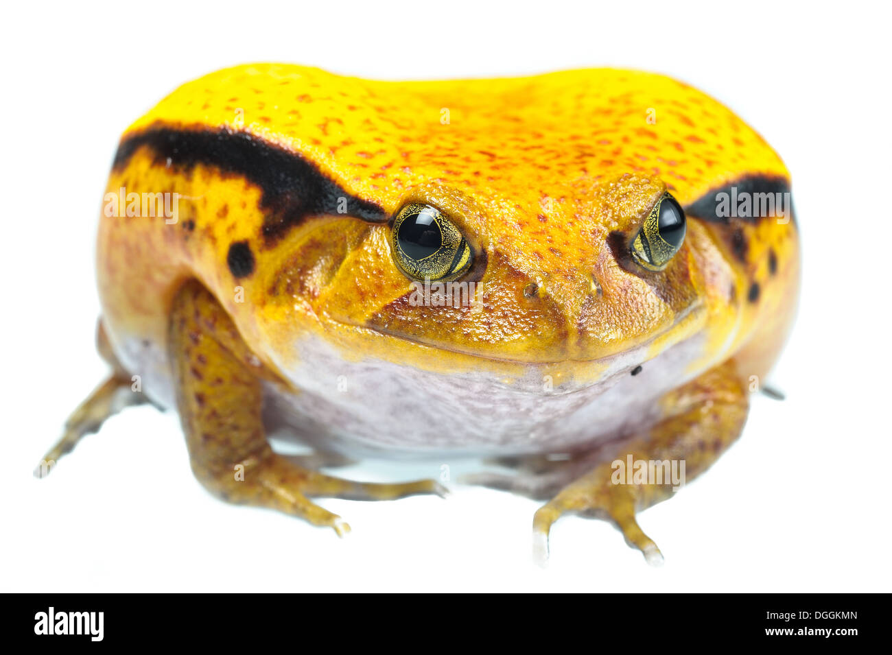 Sambava tomato frog hi-res stock photography and images - Alamy