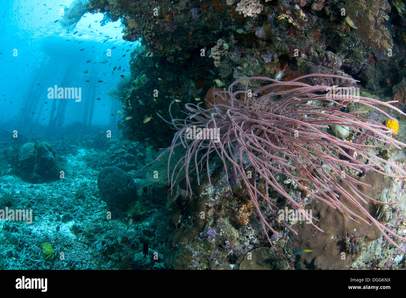 Coral reef habitat with jetty stantions in background Arborek Jetty ...