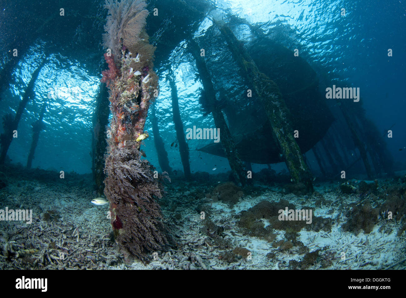 Coral growing on jetty stantions Arborek Jetty Dampier Straits Raja ...