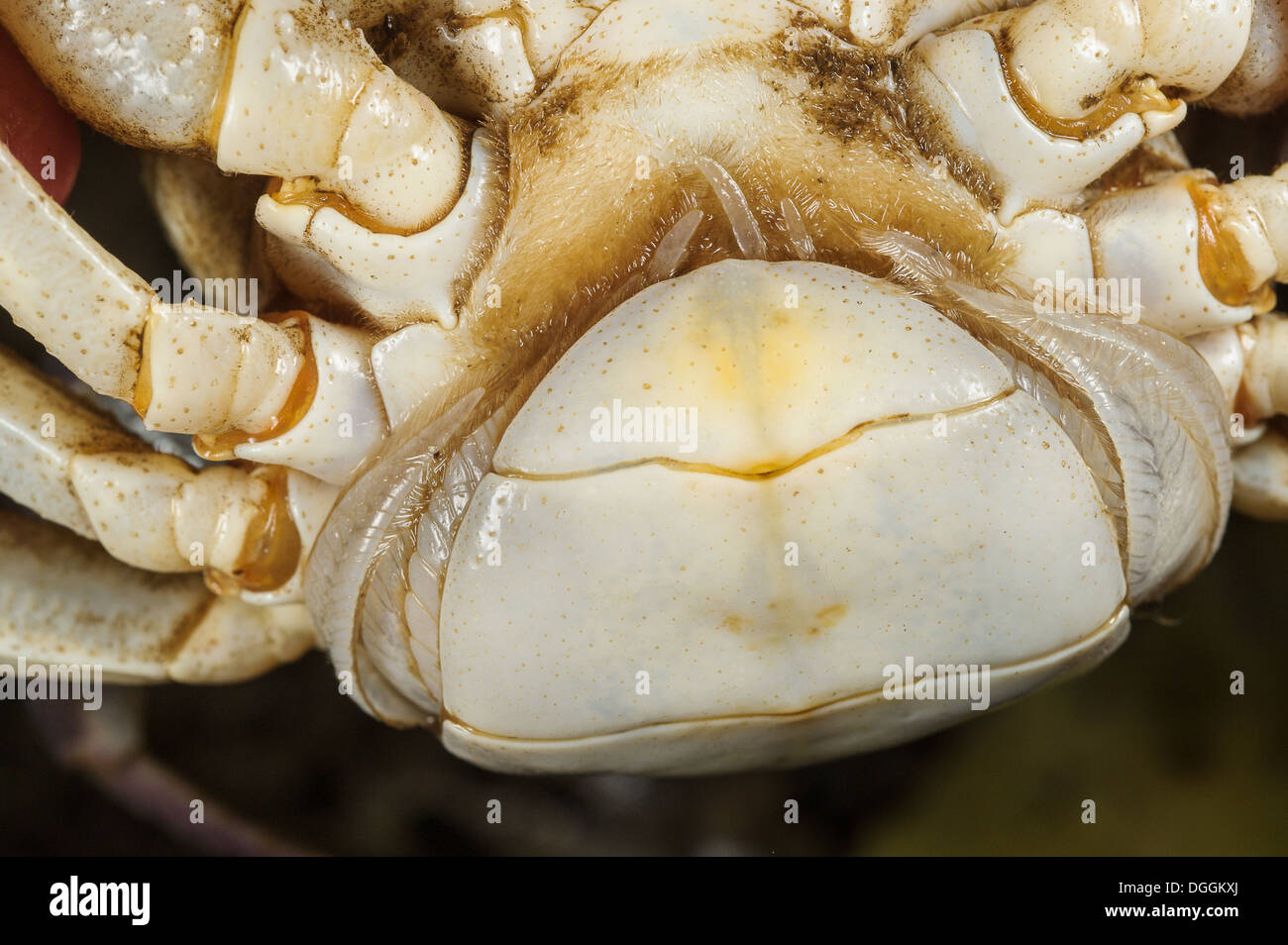 Freshwater Crab (Potamon fluviatilis) adult female, close-up of telson ...