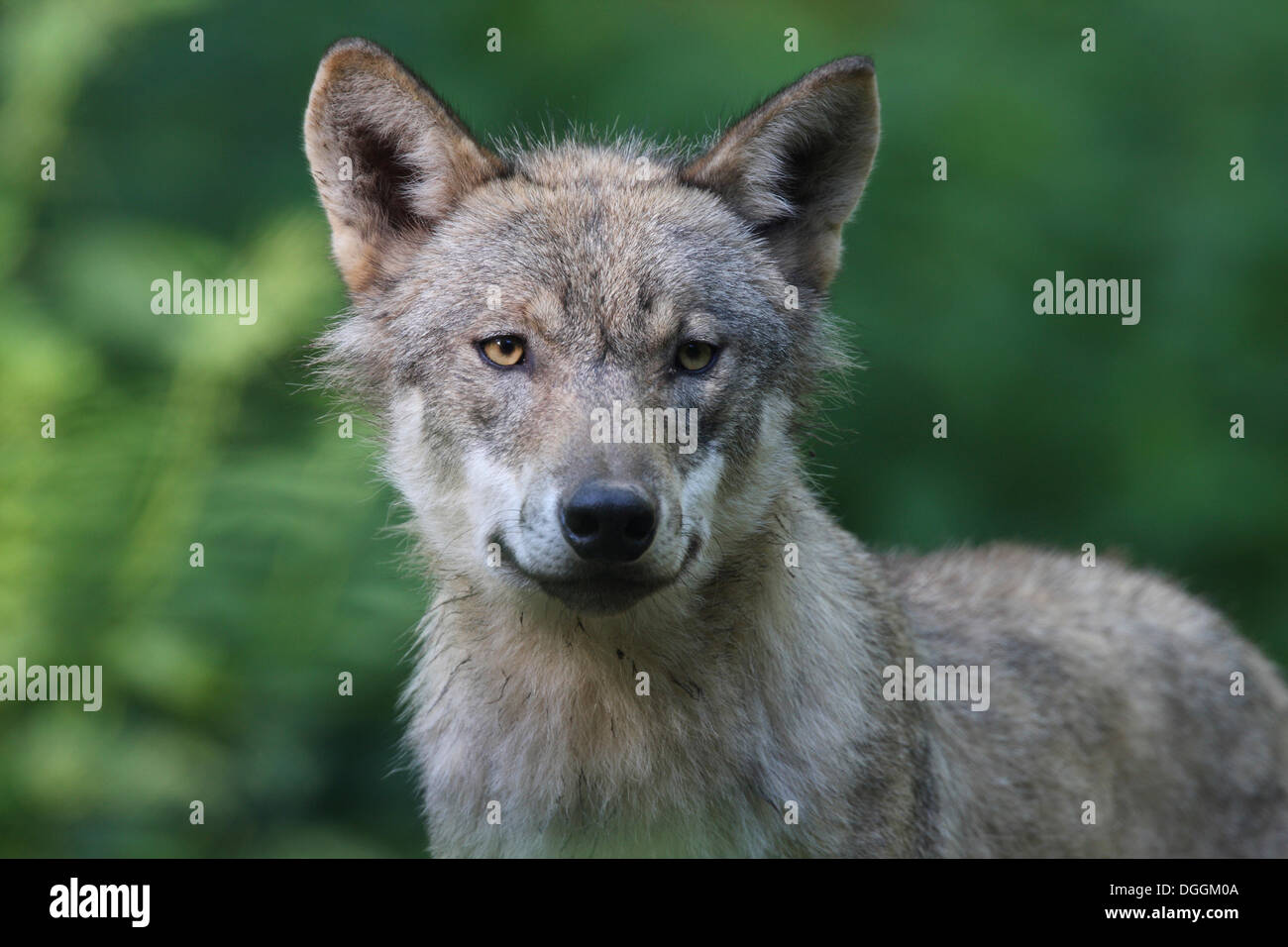 Wolf portrait canis lupus camera hi-res stock photography and images ...