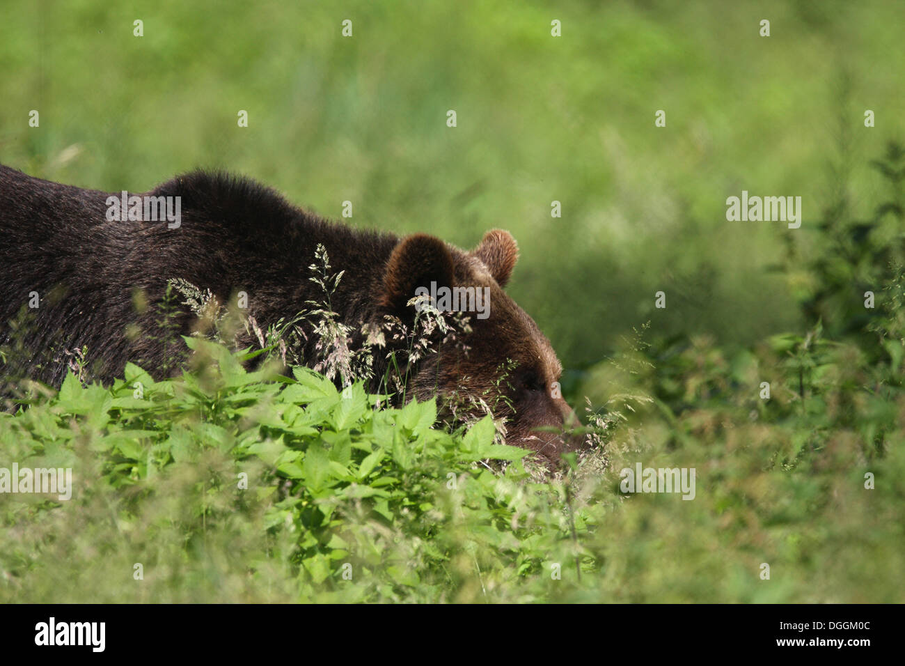 Brown bear (Ursus arctos), Weilburg zoo, Hesse Stock Photo - Alamy