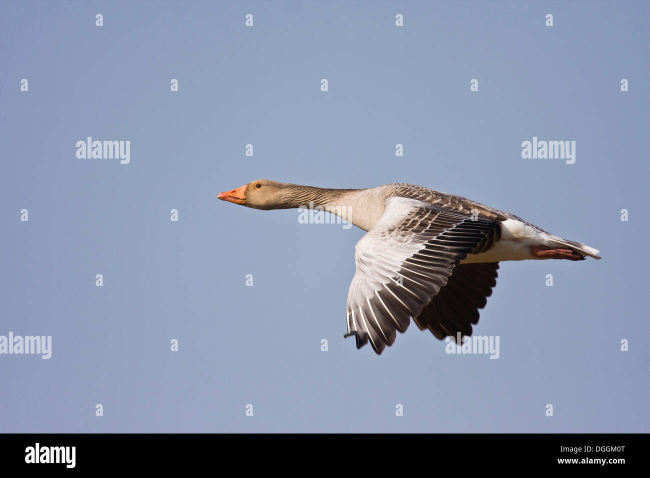 Grey goose in flight hi-res stock photography and images - Alamy