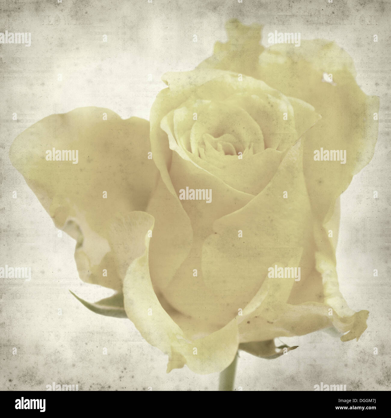 textured old paper background with yellow rose Stock Photo - Alamy