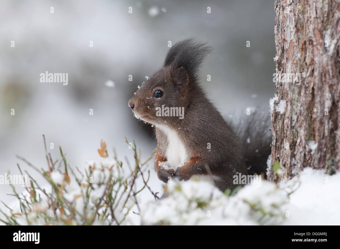 Red Squirrel (Sciurus vulgaris), brown coat, standing upright in the ...