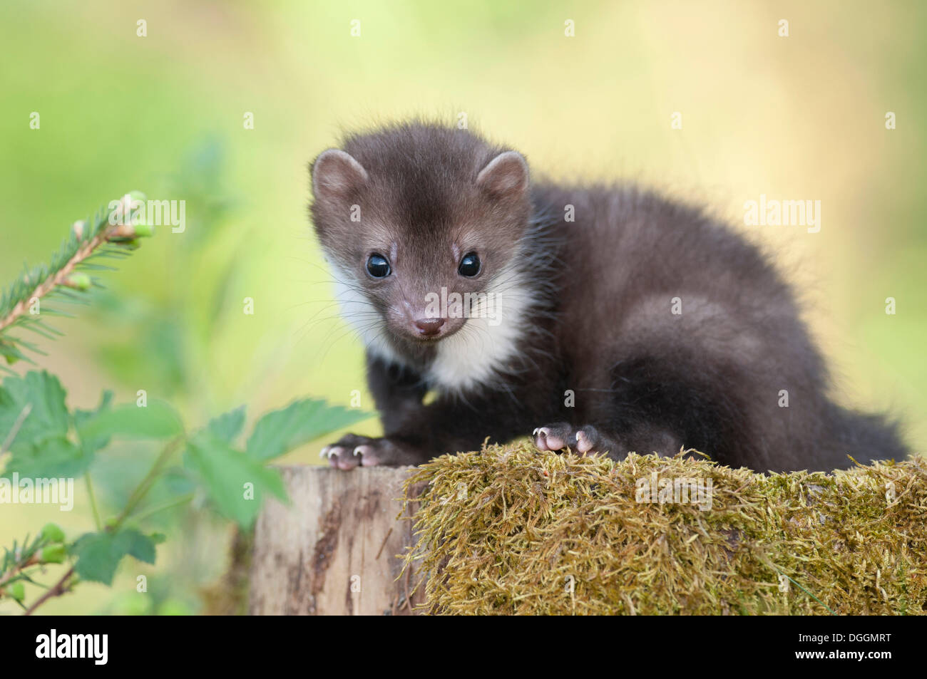Young stone marten, beech marten or white breasted marten (Martes foina ...