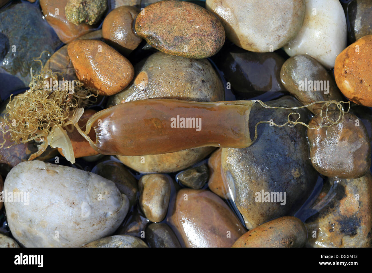 Lesser Spotted Dogfish (Scyliorhinus canicula) 'Mermaid's Purse ...