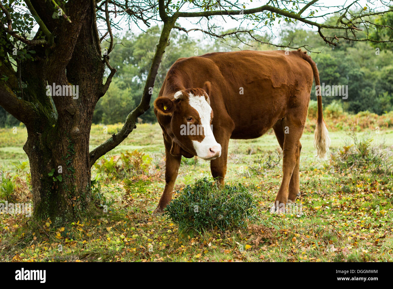 Cow in the New Forest scrumping for apples Stock Photo - Alamy