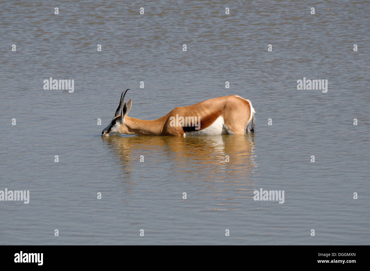 Springbok in water hi-res stock photography and images - Alamy