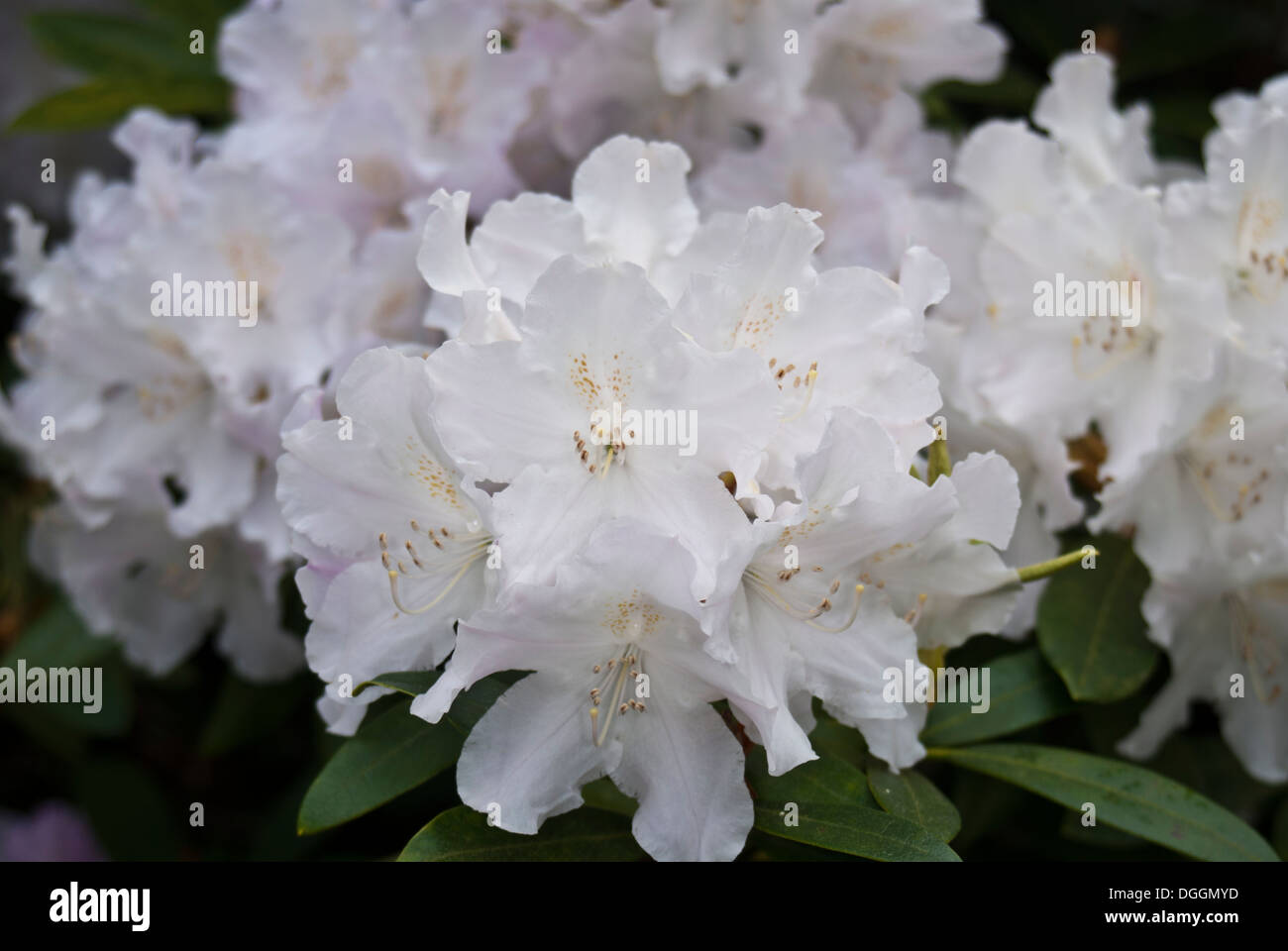 White Rhododendron flowers Stock Photo - Alamy