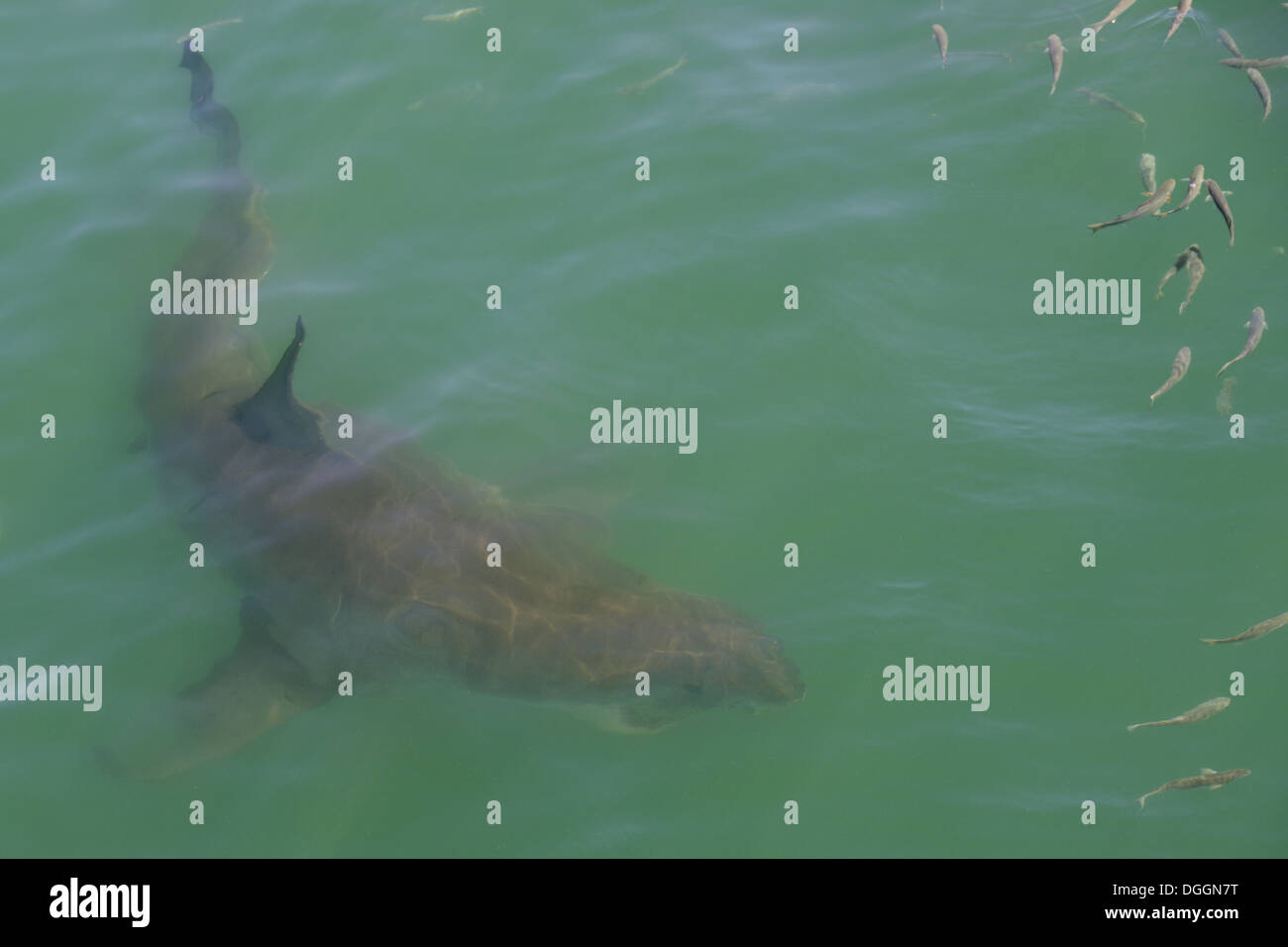 South african great white sharks hi-res stock photography and images ...