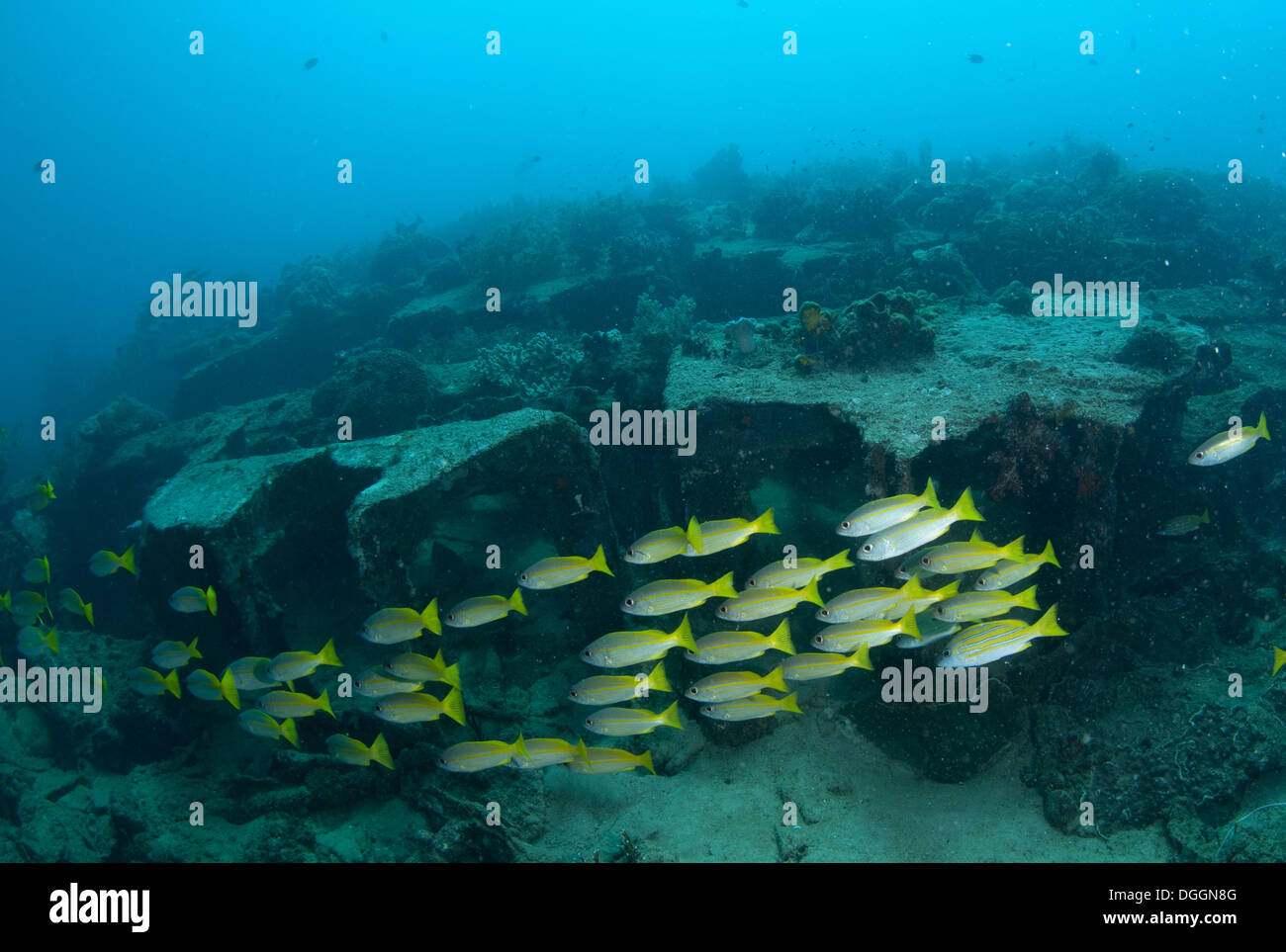 Bigeye Snapper (Lutjanus lutjanus) shoal swimming beside sunken Second ...