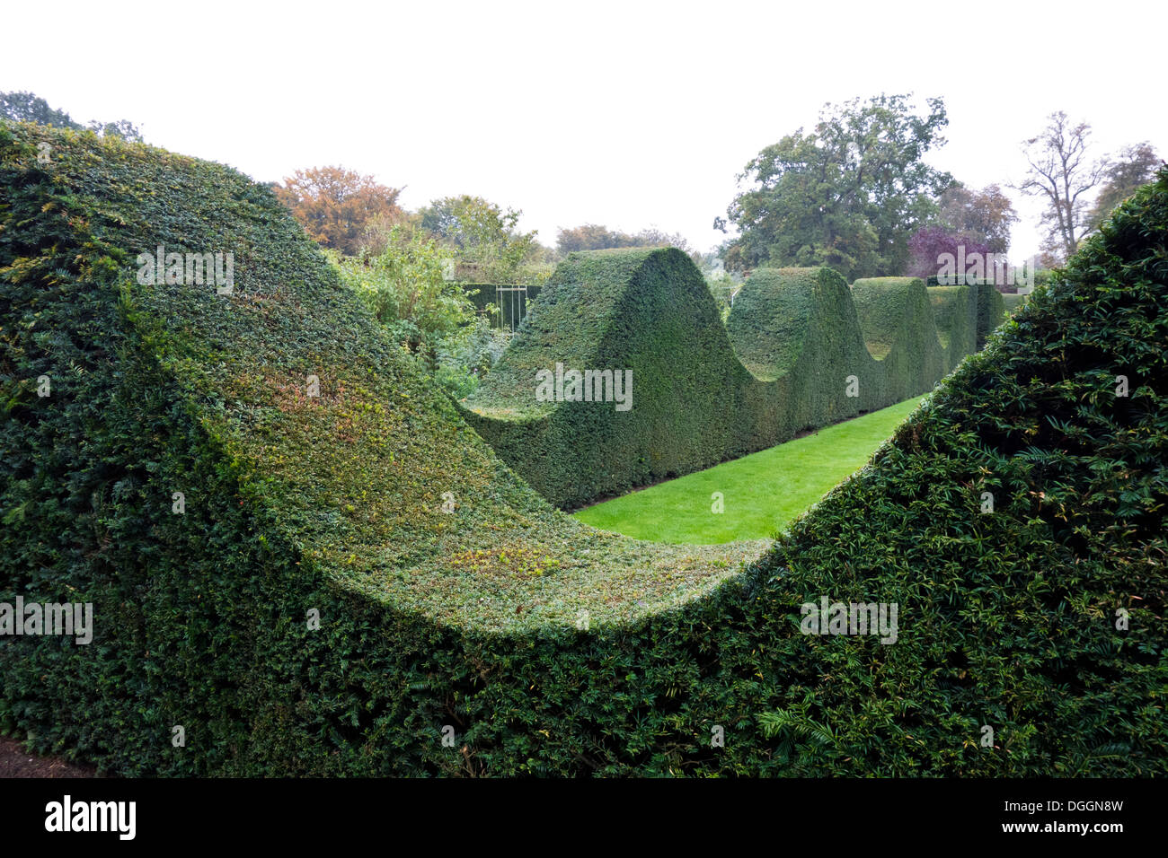 Topiary yew wave hedge Stock Photo - Alamy
