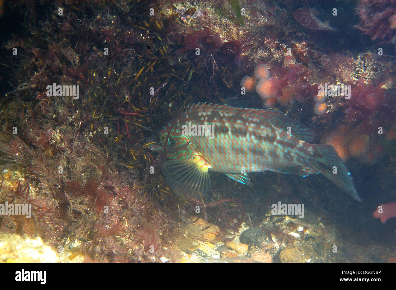 Corkwing Wrasse (Symphodus melops) adult male, building nest, Swanage ...