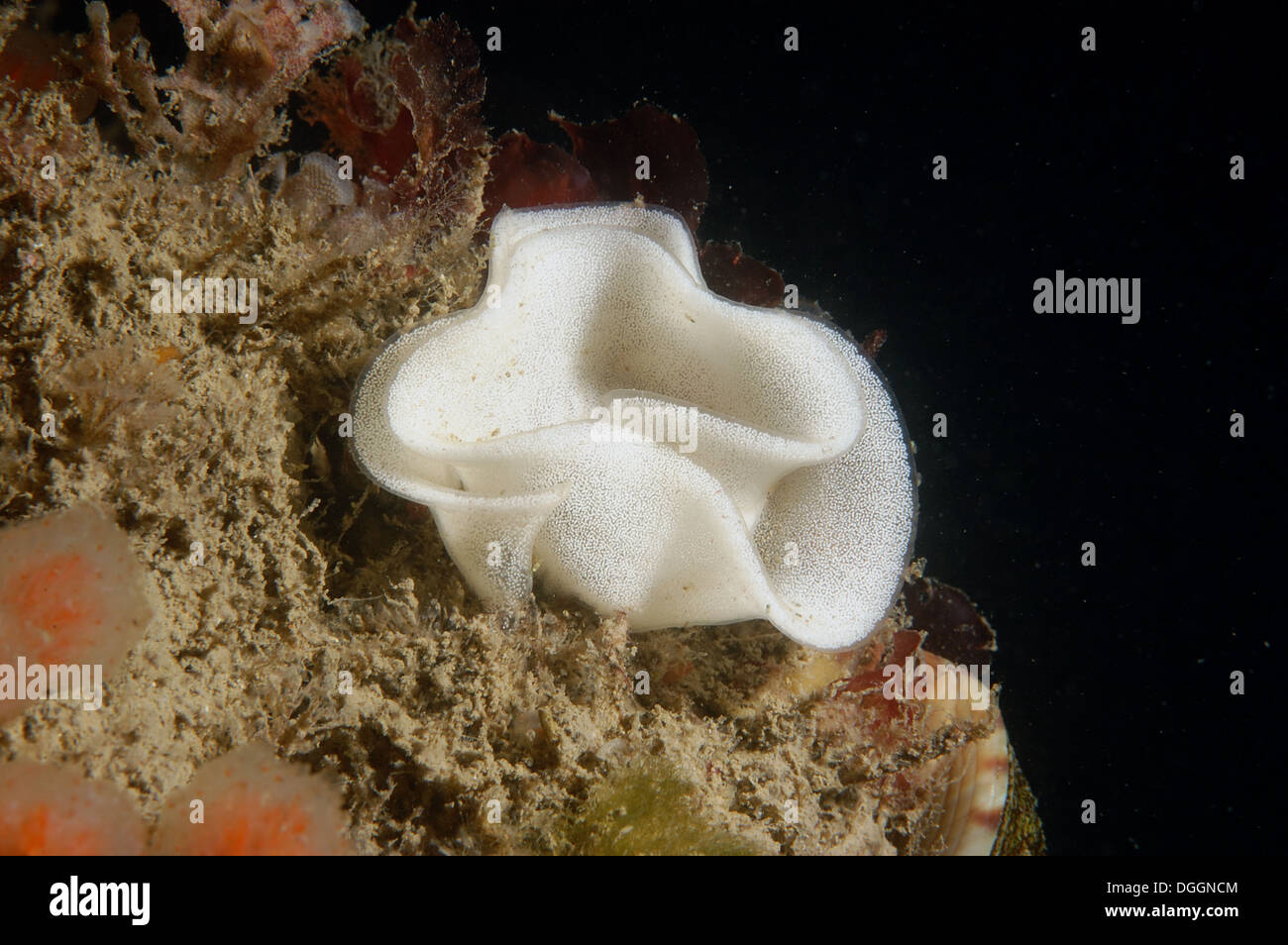 Sea-lemon (Archidoris pseudoargus) eggs, Swanage, Isle of Purbeck ...