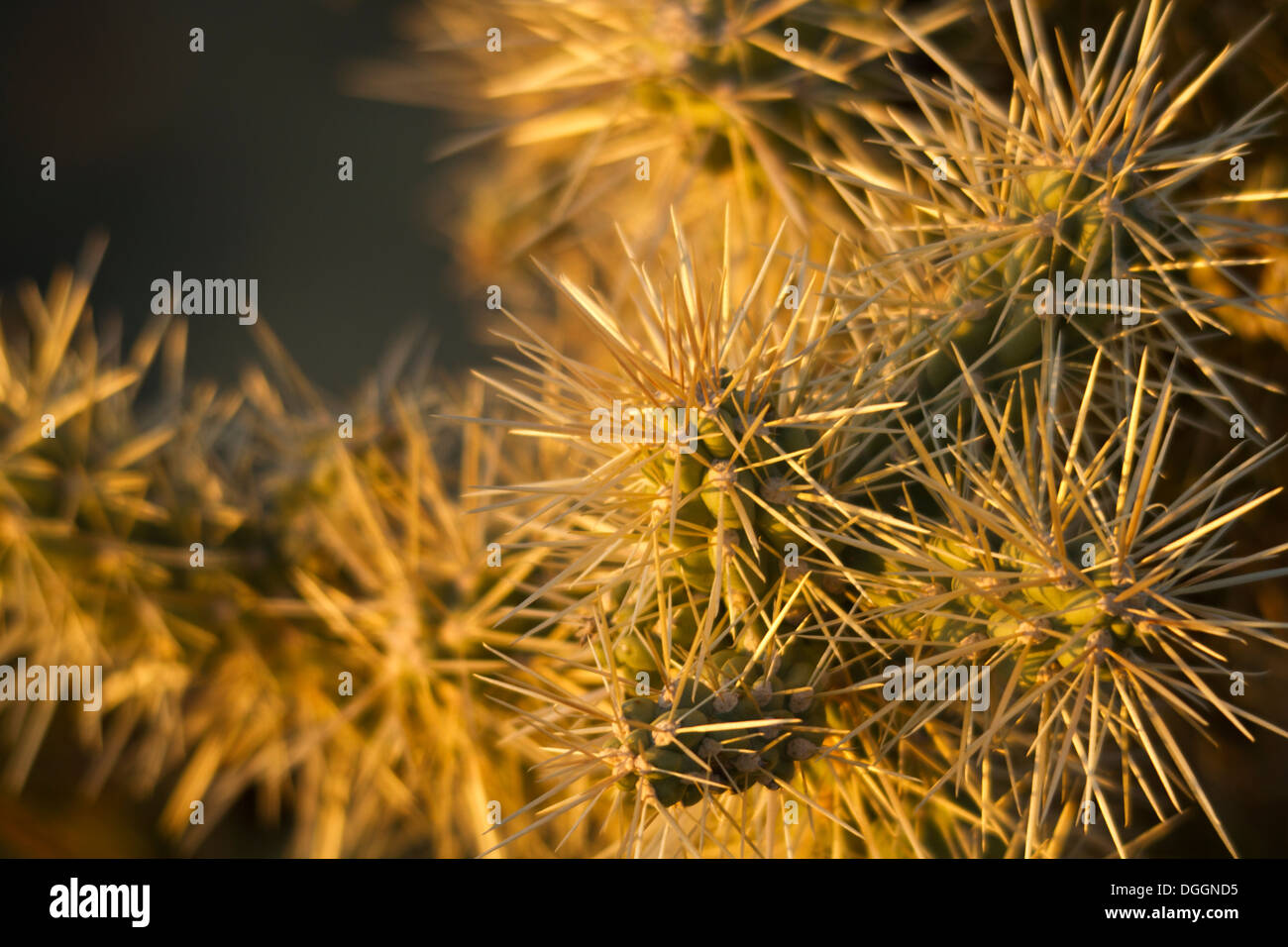 Golden thorns hi-res stock photography and images - Alamy