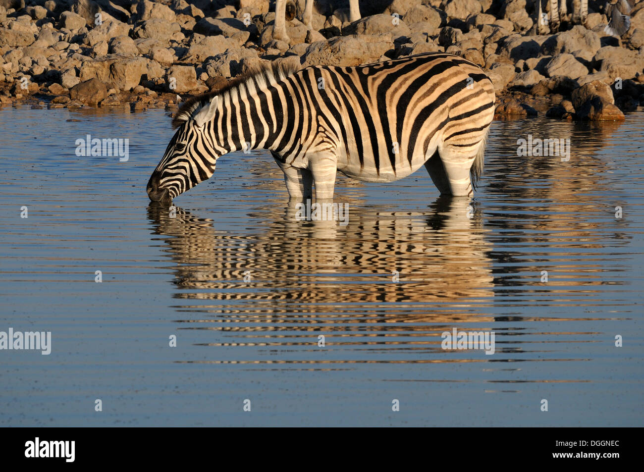 Zebra drinking water hi-res stock photography and images - Alamy