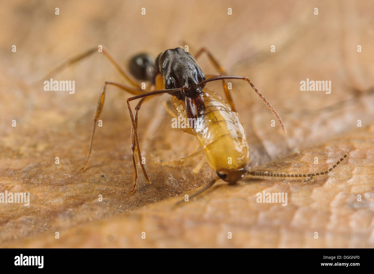 Trap-jaw Ant (Odontomachus sp.) adult, with captured cockroach larva ...