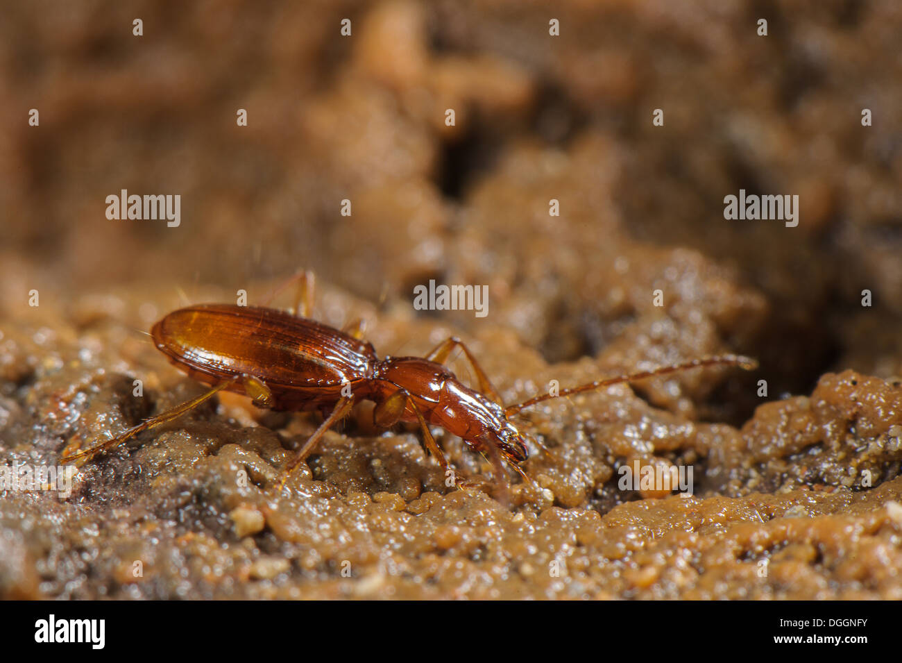 Duvalius hi-res stock photography and images - Alamy