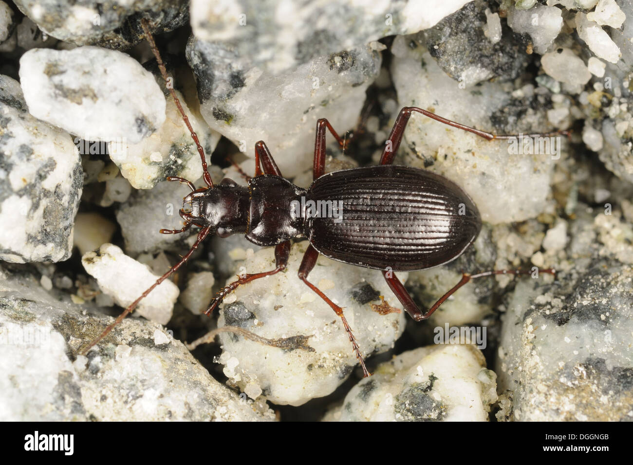 Nebria germari hi-res stock photography and images - Alamy