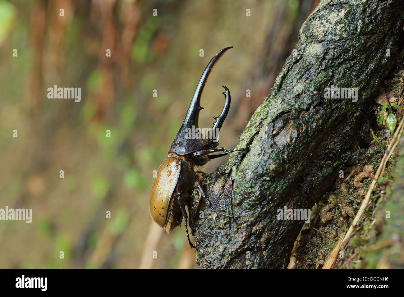 Dynastes hercules hercules hi-res stock photography and images - Alamy