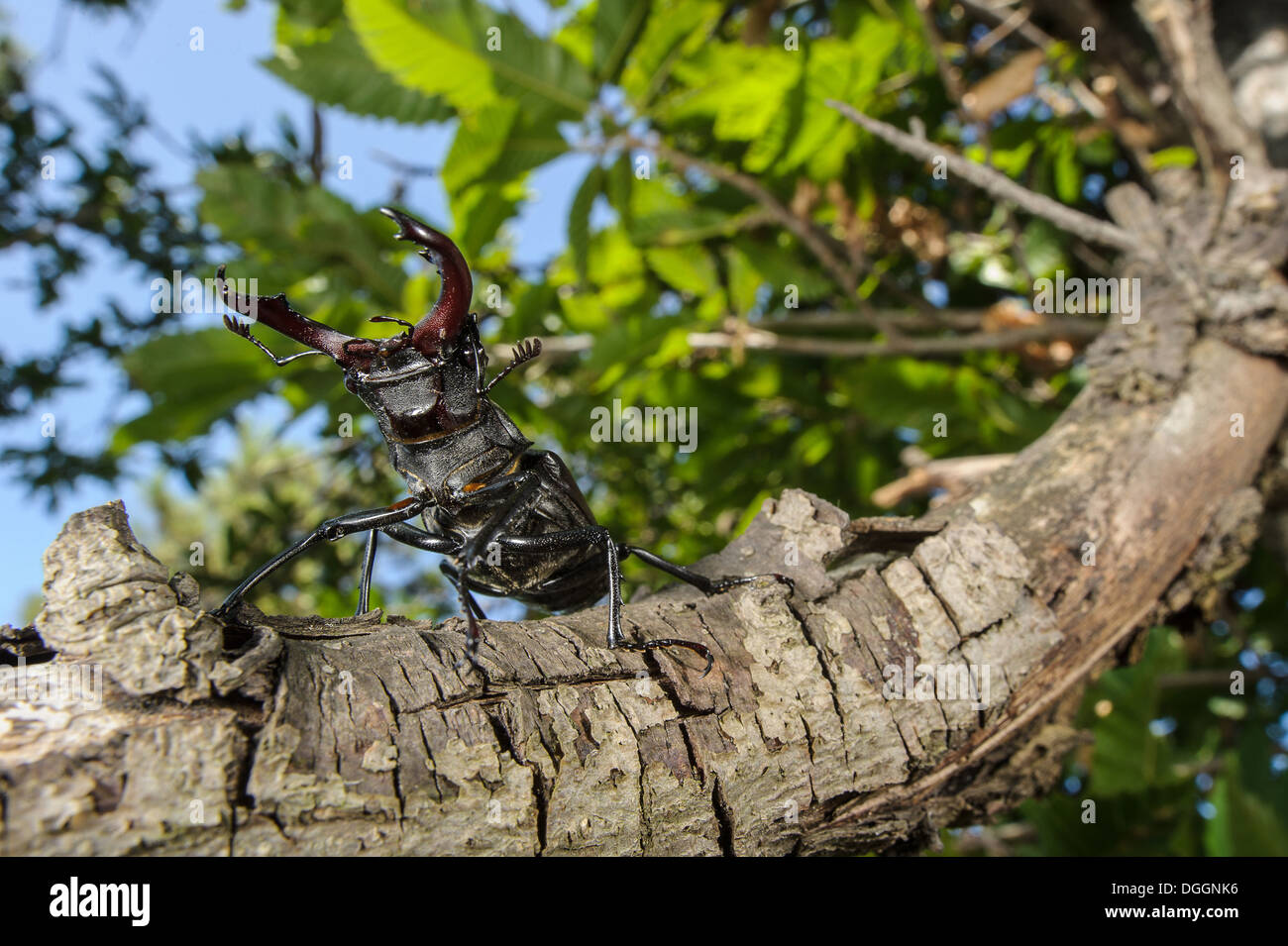 Greater stag beetle hi-res stock photography and images - Alamy
