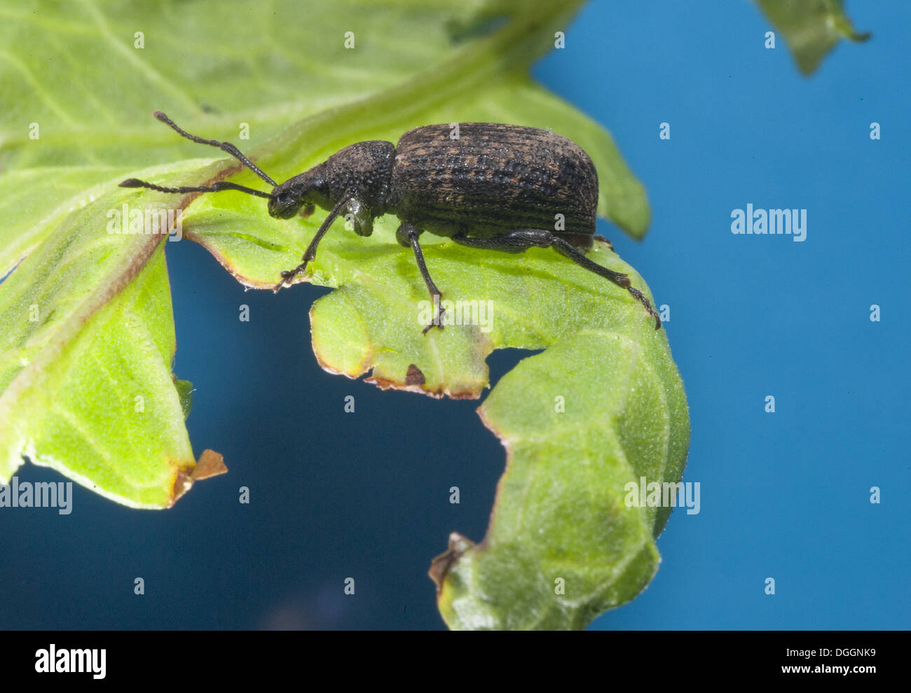 Sulcatus hi-res stock photography and images - Alamy