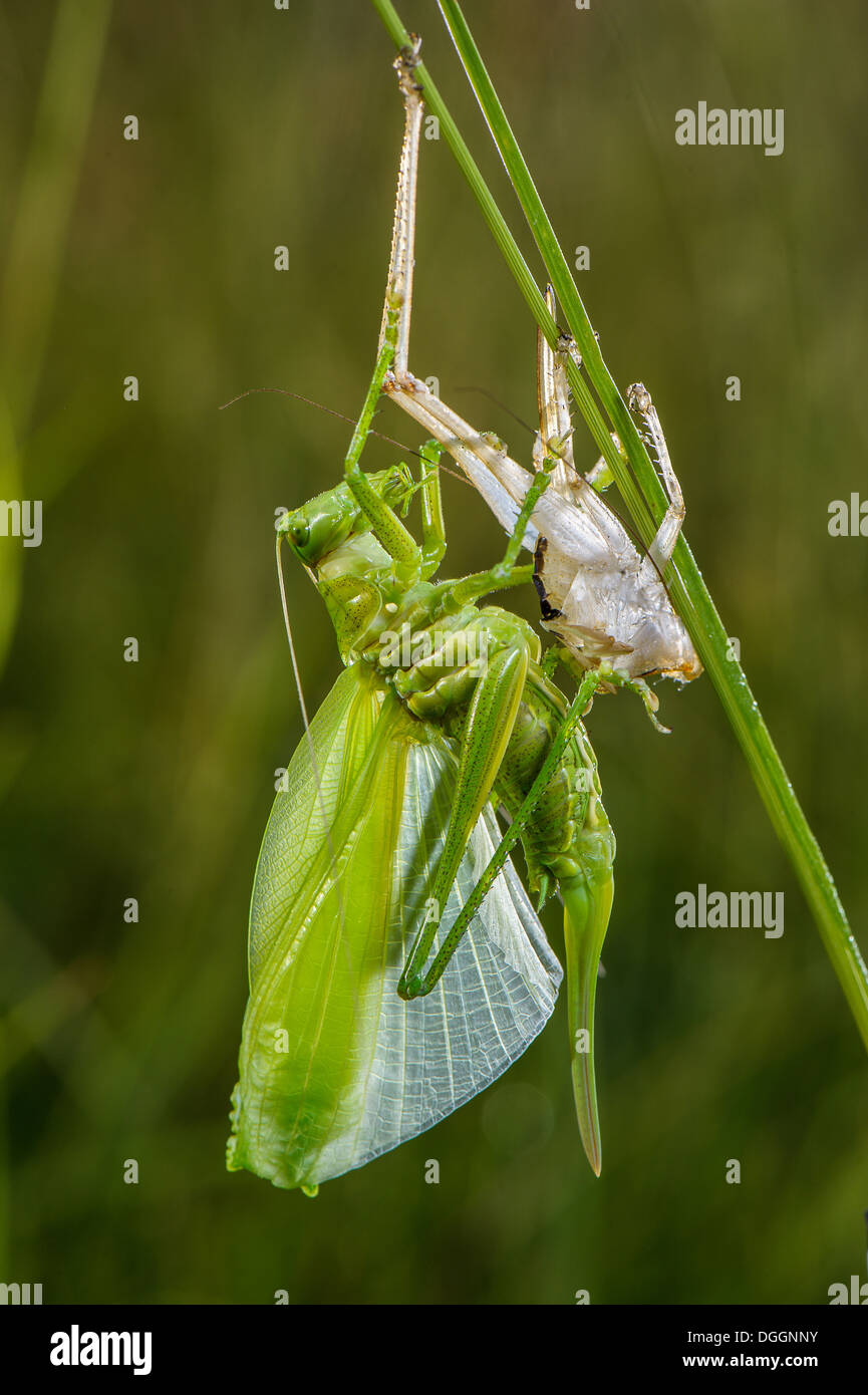 Cricket shedding exoskeleton hi-res stock photography and images - Alamy