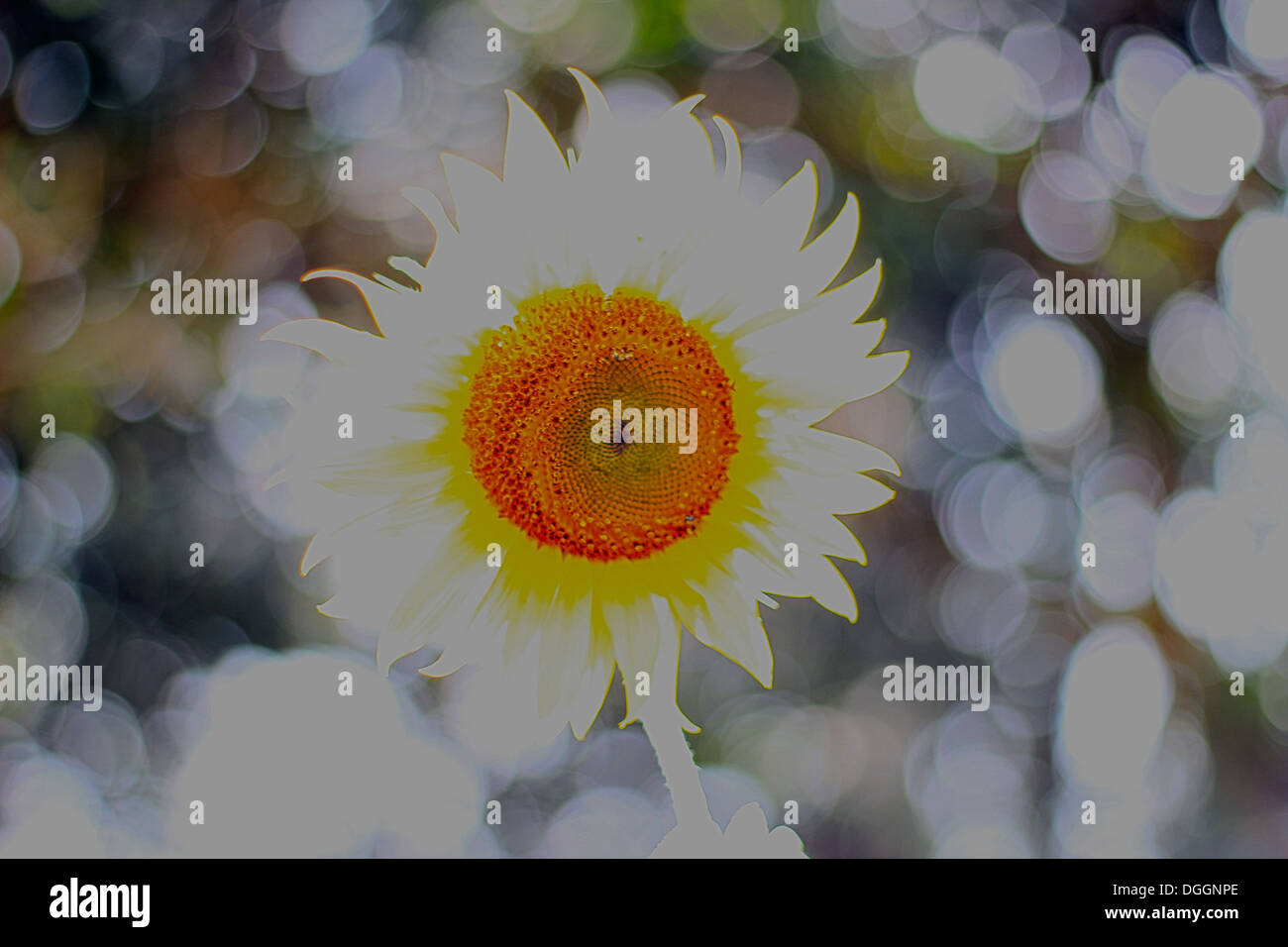 Overexposed flower hi-res stock photography and images - Alamy