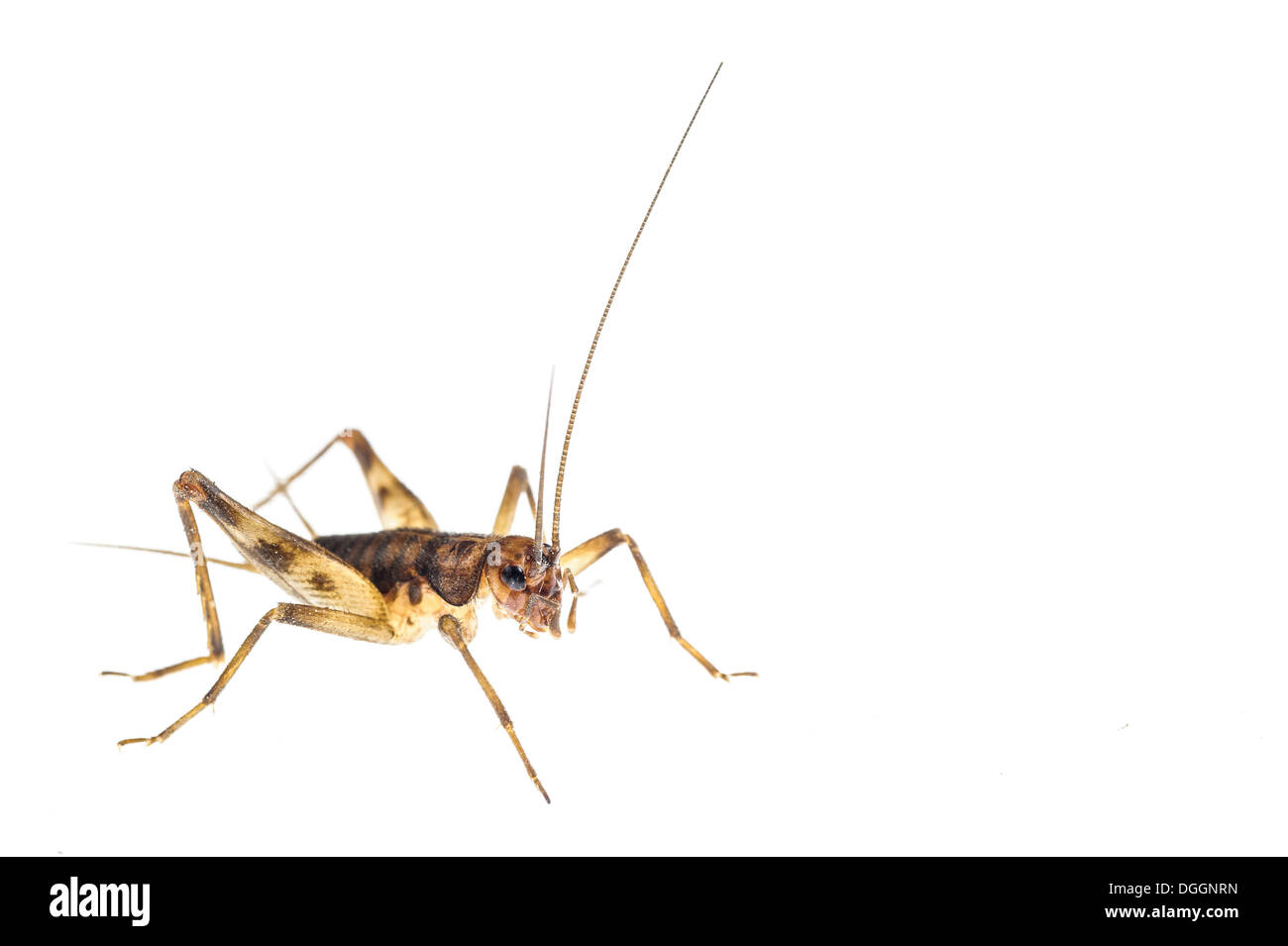 Cave crickets hi-res stock photography and images - Alamy