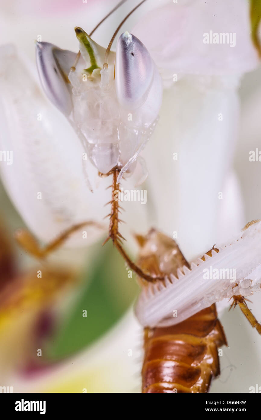 Orchid Mantis (Hymenopus coronatus) subadult, feeding on prey, Malaysia ...