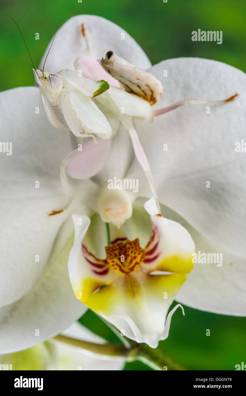 Orchid Mantis (Hymenopus coronatus) subadult, waiting for prey ...