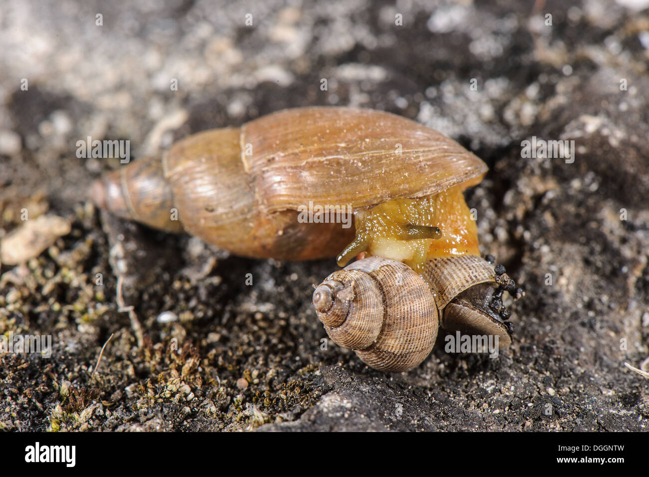 Carnivorous Snail (Poiretia dilatata) adult feeding on Round-mouthed ...
