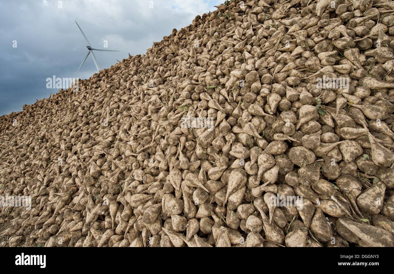 Pattensen, Germany. 17th Oct, 2013. Freshly harvested sugar beets lie ...