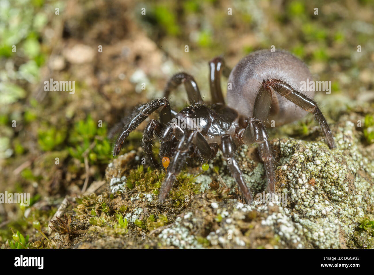 Trapdoor spiders ctenizidae hi-res stock photography and images - Alamy