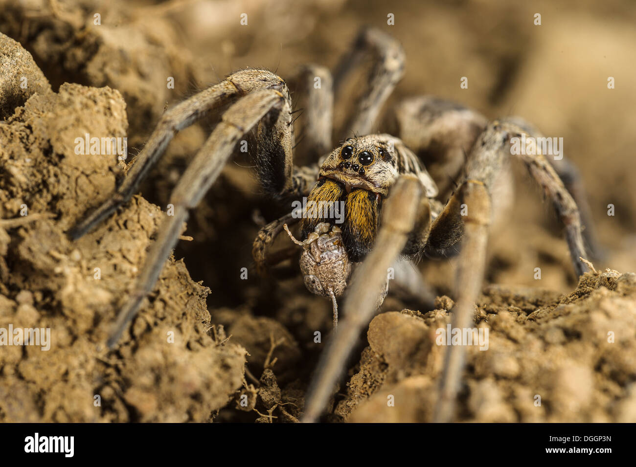 Wolfspider (Hogna radiata) adult female, feeding on grasshopper prey ...