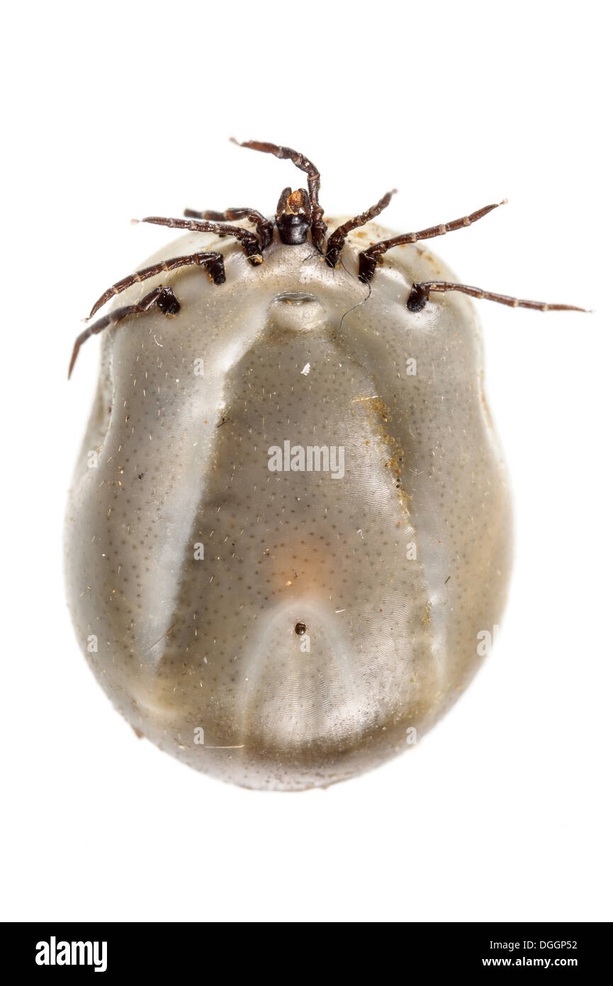 Sheep Tick (Ixodes ricinus) adult, full of ingested blood Stock Photo ...