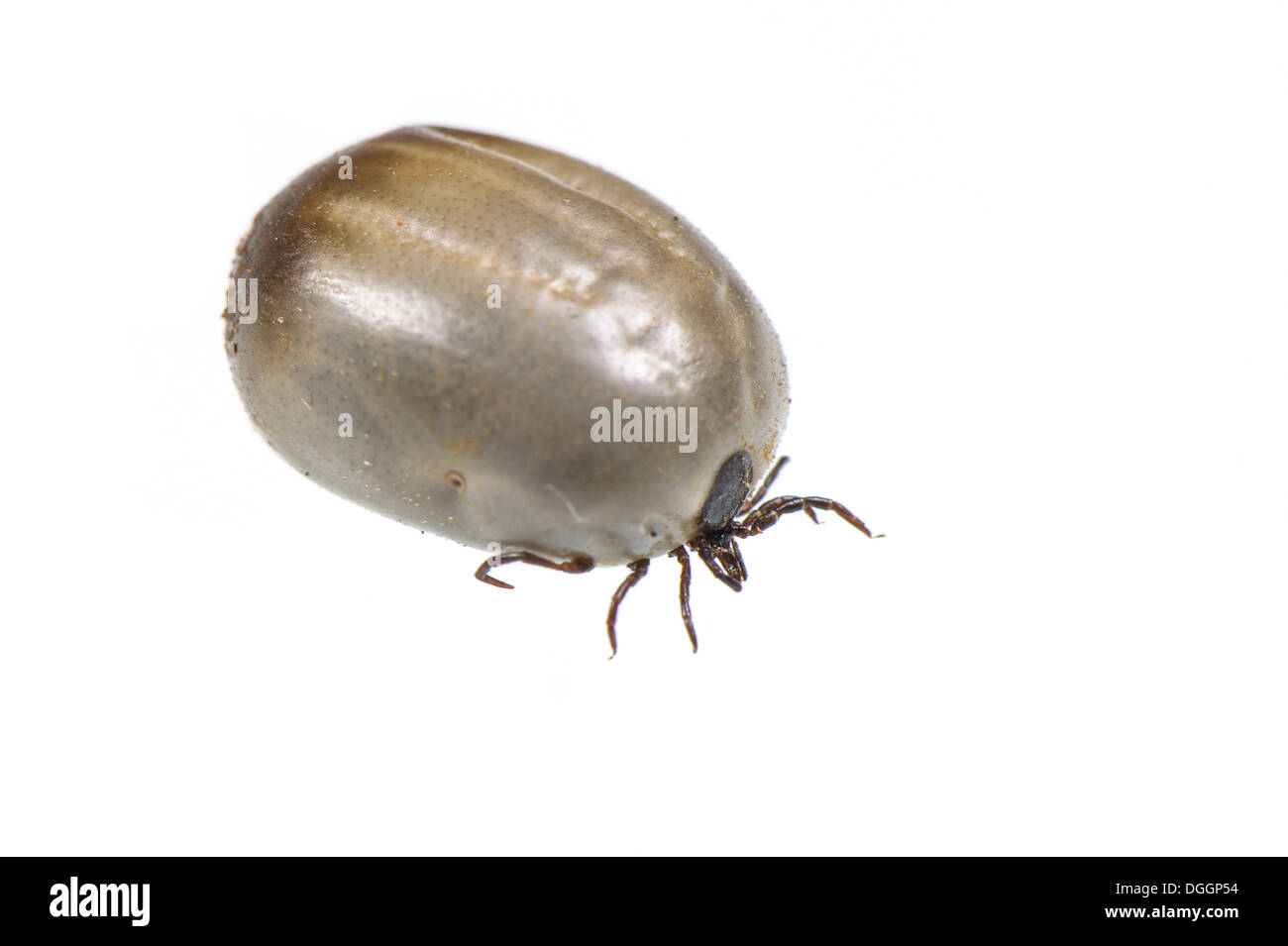 Sheep Tick (Ixodes ricinus) adult, full of ingested blood Stock Photo ...