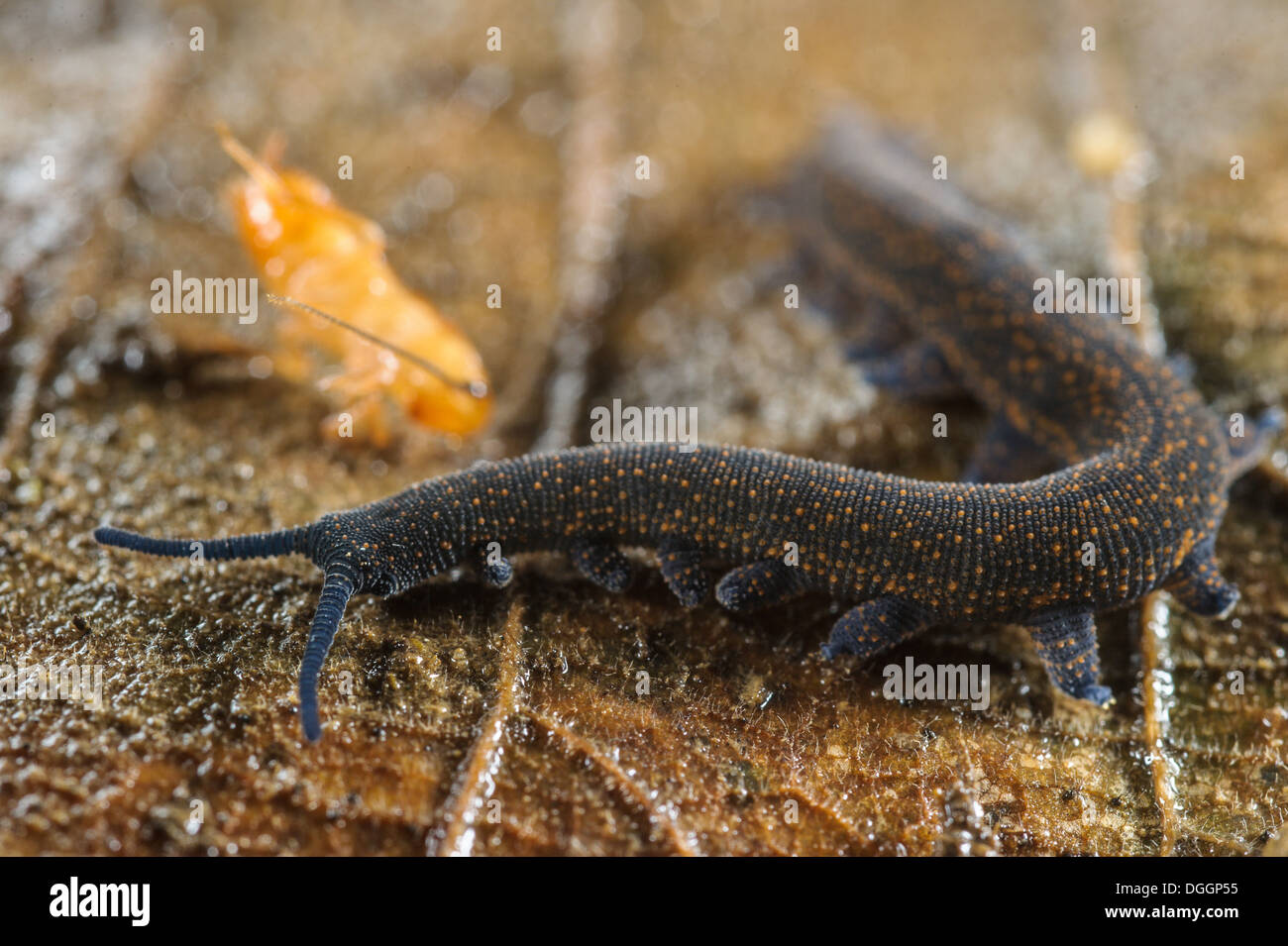 New Zealand Velvet-worm (Peripatoides novaezealandiae) adult, walking ...