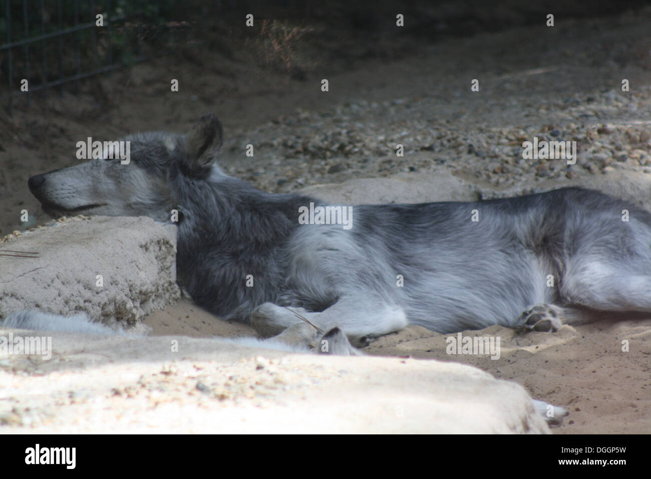 Sleeping wolf hi-res stock photography and images - Alamy