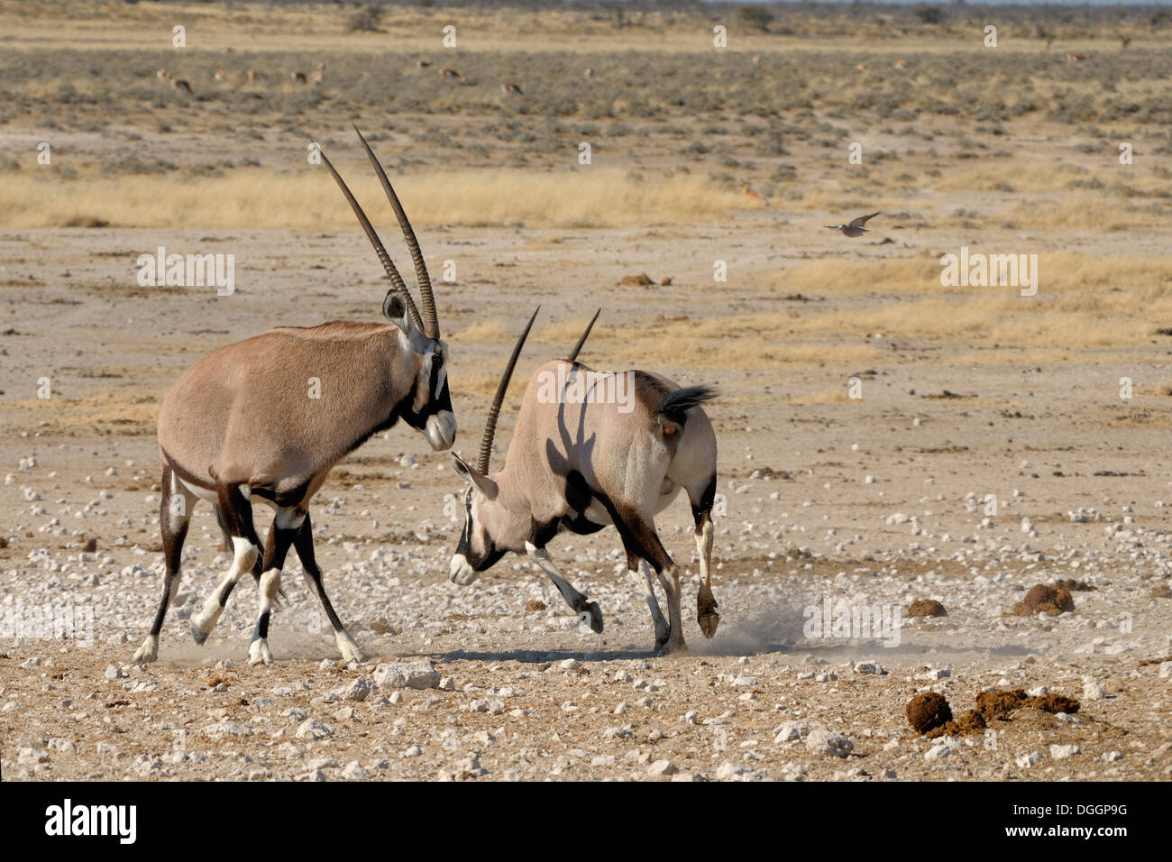 Orix fighting hi-res stock photography and images - Alamy