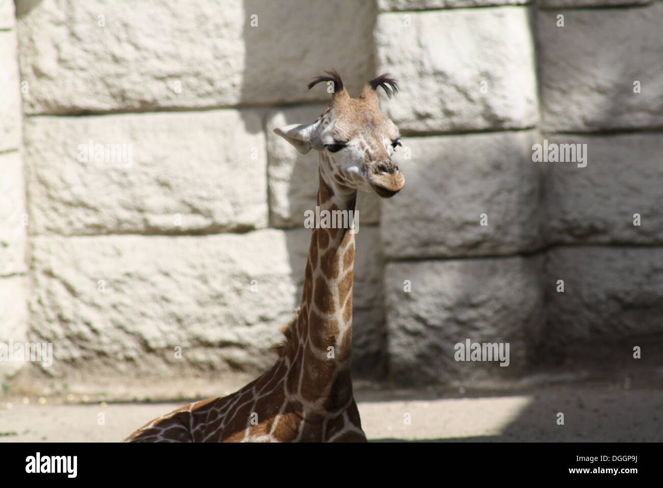 Sitting giraffe hi-res stock photography and images - Alamy