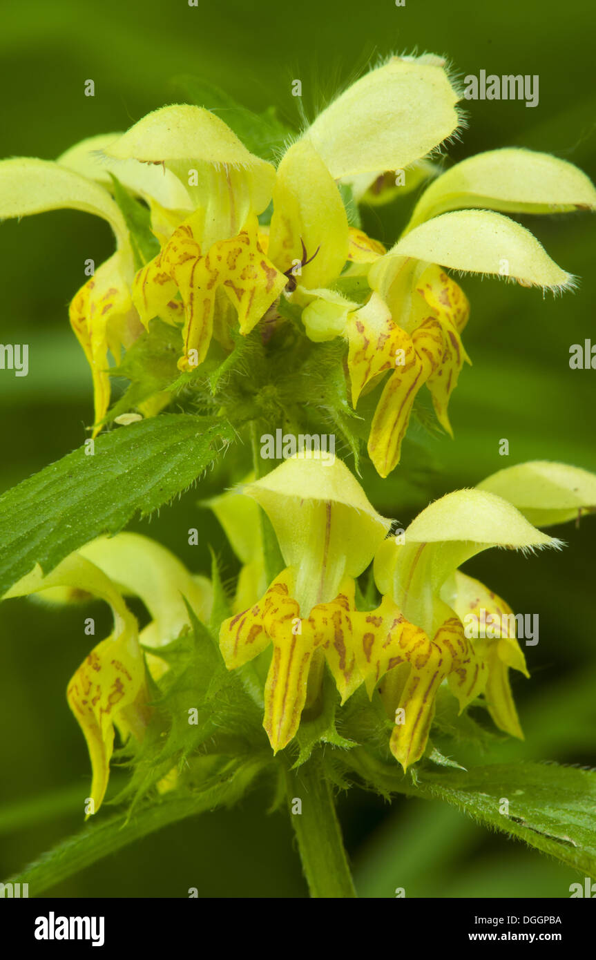 Yellow Archangel (Lamiastrum galeobdolon) close-up of flowers, Kent ...
