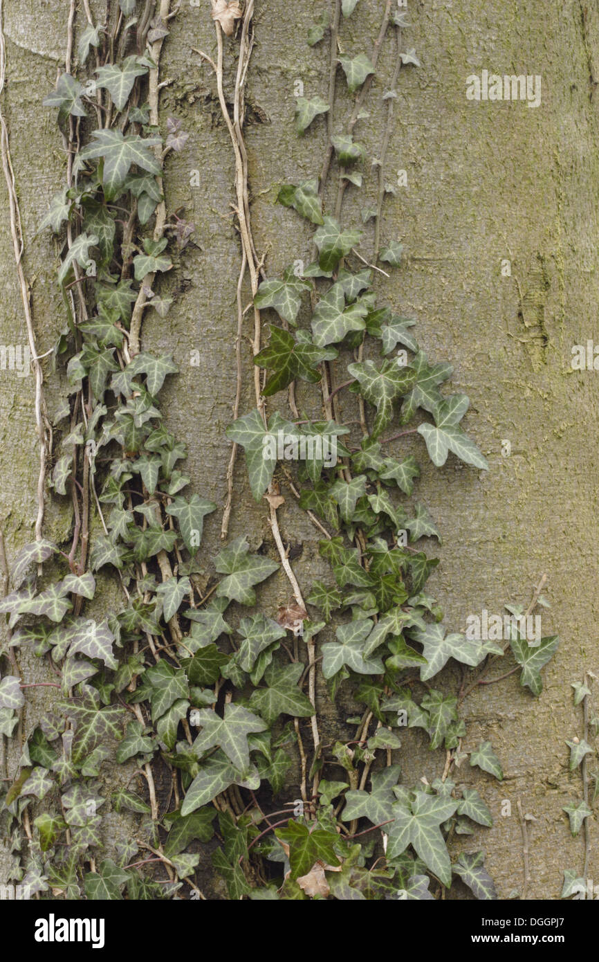 Common Ivy (Hedera helix) leaves and stems growing on Common Beech ...