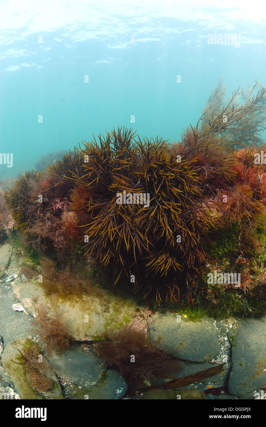 Polyides rotundus hi-res stock photography and images - Alamy