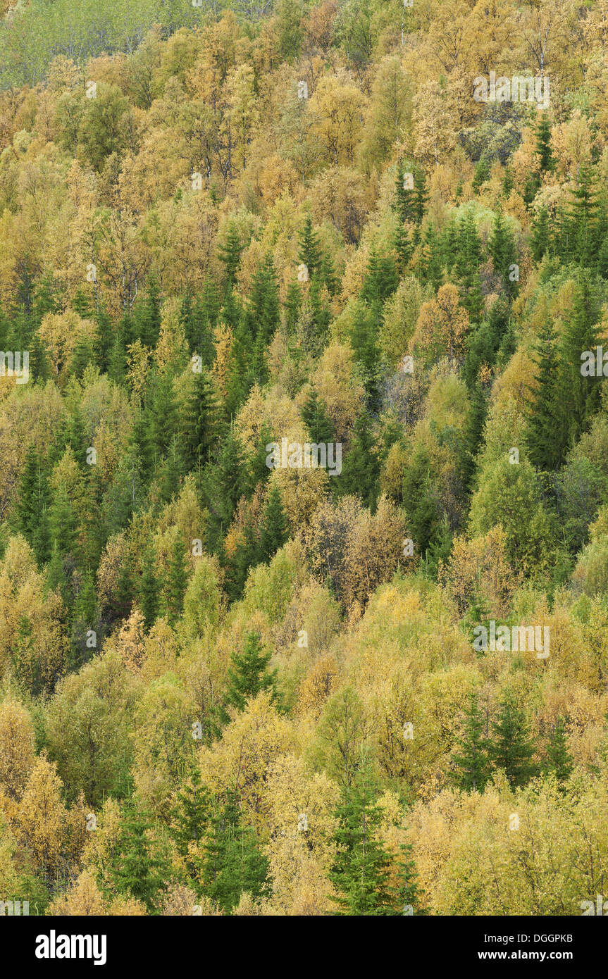Boreal and mixed deciduous forests hi-res stock photography and images ...