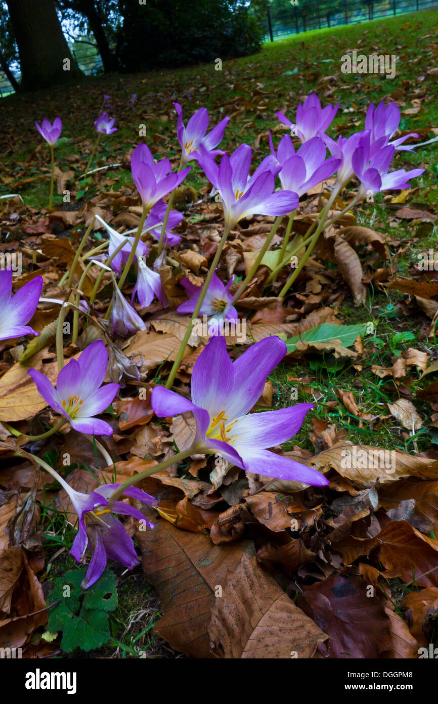 Colchicum autumnale autumn crocus hi-res stock photography and images ...