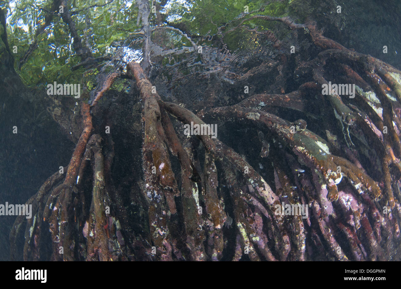 Rhizophora sp mangrove tree hi-res stock photography and images - Alamy