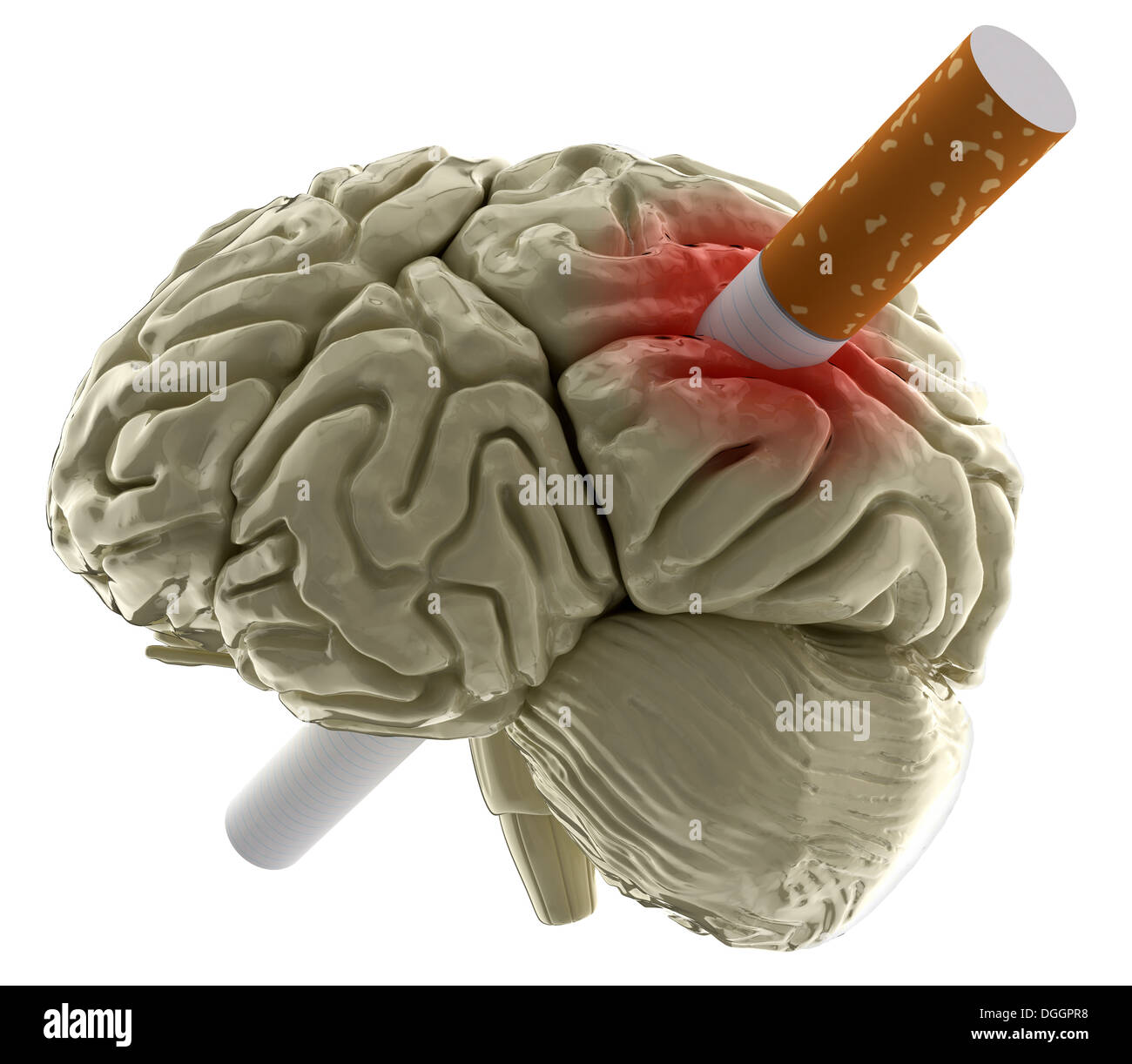 Human brain with Cigarette (clipping path included Stock Photo - Alamy