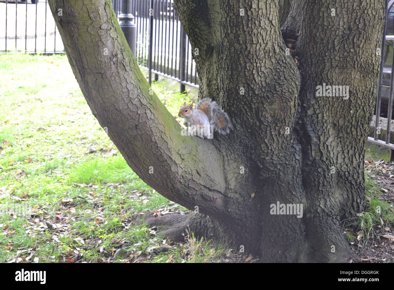 Squirrel sitting In a tree Stock Photo - Alamy